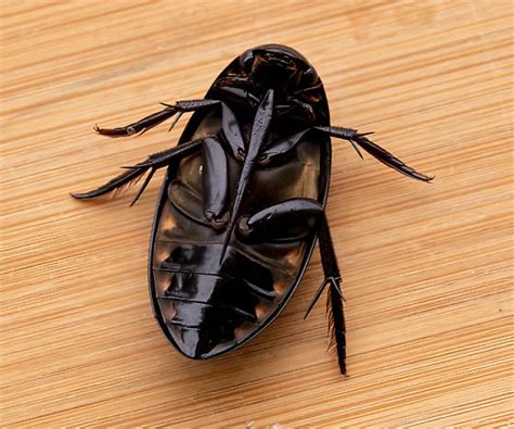 Hydrophilus Hydrophilus Triangularis Bugguide