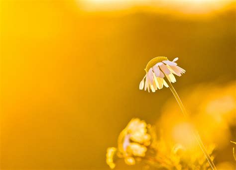 배경 화면 햇빛 사진술 노랑 여름 화분 이슬 피사계 심도 식물 플로라 꽃잎 야생화 컴퓨터 벽지 닫다 매크로 사진 2102x1518