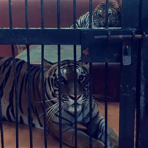 Mansiones Tigres Y Autos De Lujo La Opulenta Vida De Faiq Bolkiah El