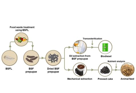 Biodiesel Production From Black Soldier Fly Larvae Insect School