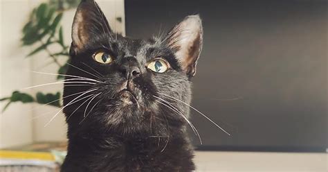 Adorable Void Kitty Album On Imgur