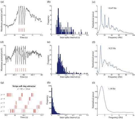 Temporal Coding Aspects Of The Various Cell Types In The Model