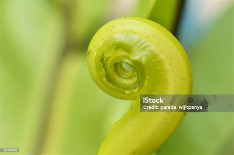 새 둥지 펀 또는 둥지 고 사리 잎의 새로운 녹색 잎 롤 아름 다운 원형 녹색 배경영 가까이 식물 화분 나무 소프트 탑 녹색 성장 0명에 대한 스톡 사진 및 기타 이미지