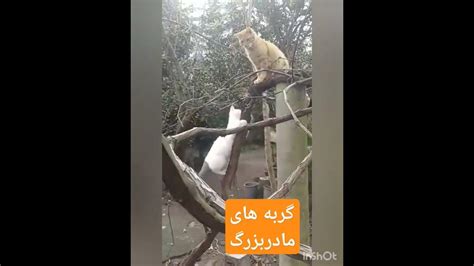 گربه های مادر بزرگ خانه مادر بزرگ گربه بازی بالا مازندران