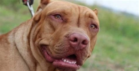 Un Pitbull sest libéré de sa muselière pour secourir une fille des mains dun pédophile