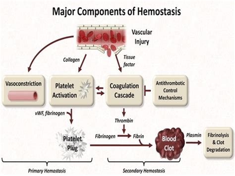 Hema 2 Lecture 3 1 Intro To Hemostasis Flashcards Quizlet