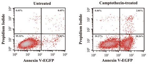 细胞凋亡检测 北京全式金生物 Transgen Biotech 官方主页