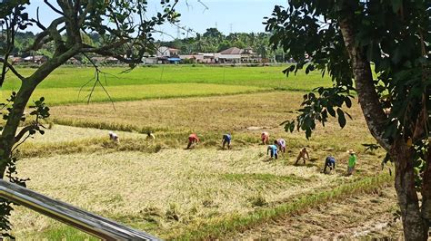 PAG AANI NG PALAY BUHAY PROBINSYA PART 1 YouTube