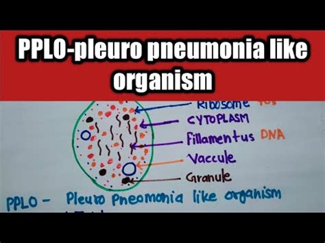 Pplo Pleuro Pnemonia Like Organism Youtube