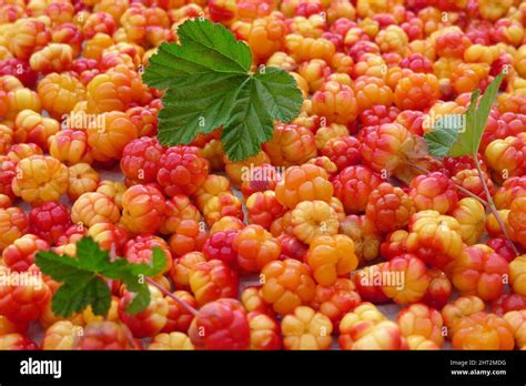 Cloudberry Hi Res Stock Photography And Images Alamy