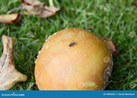 Small Fly On A Rotten Windfall Apple Stock Image Image Of Insect
