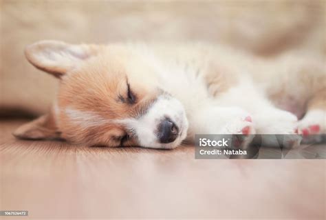 귀여운 수 제 강아지 Corgi의 작은 앞 발 밖으로 기지개 하는 집에 있는 나무 바닥에 평화적 갈색에 대한 스톡 사진 및 기타 이미지 Istock