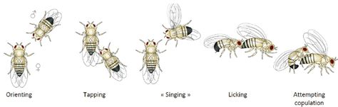 Sequence Of Sexual Courtship Ritual In Drosophila Adapted From 9