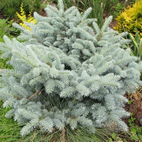 Ель колючая Глаука Глобоза (Picea pungens Glauca Globosa) купить ...