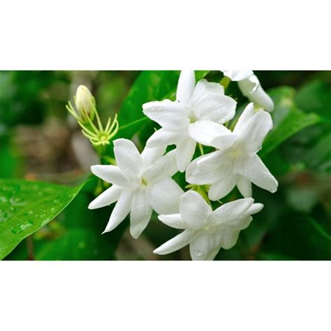 Pokok Bunga Melur Susun Melur Rose Pokok Bunga Melur Kampung Bunga