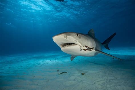 El Tiburón Tigre Un Depredador Clave Para El Océano
