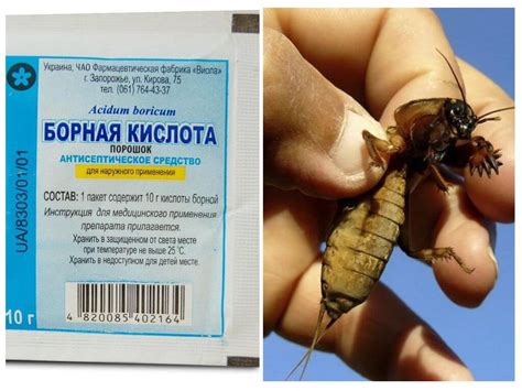 Отрава от медведки в огороде