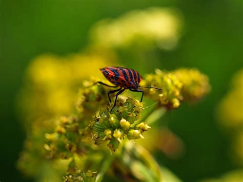 Käfer Insekt Stink Fehler Kostenloses Foto auf Pixabay Pixabay