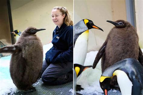 A Penguin Chick That Left Even Melbournes Sea Life Staff Stunned Greenme