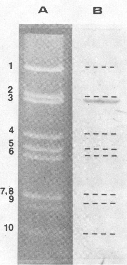 Nick Translation Hybridization Of Clone 7 Plasmid Dna A Rna