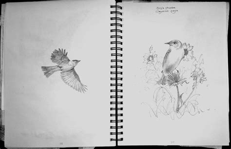 Says Phoebe Drawing In Open Notebook