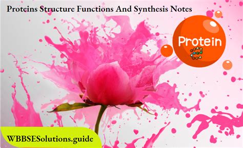 Proteins Structure Functions And Synthesis Notes Wbbse Solutions