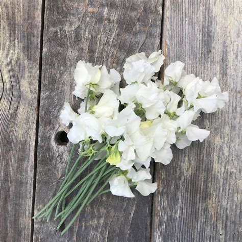 Sweet Pea Seeds Lathyrus Odoratus