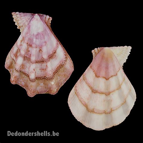 Swiftopecten Swifti 10 De Donder Shells