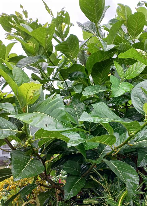 Ficus Septica Wikipedia 59 Off Gt
