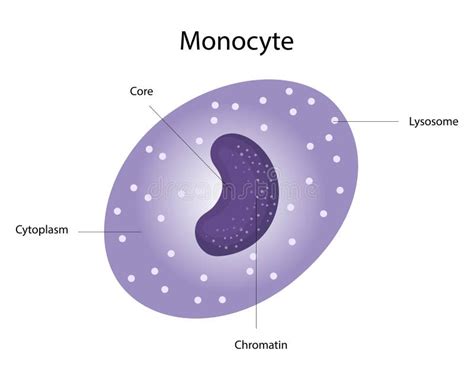 Vector Illustration Of Monocyte Structure Stock Vector Illustration
