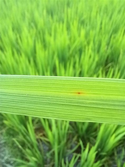 Leafannotationsbrown Object Detection Dataset By Saim