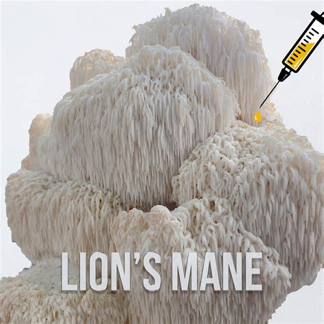 Mushroom Liquid Culture Lion S Mane 10ml Artofit