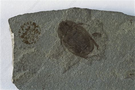 Fossil Beetle Stock Image C0092331 Science Photo Library