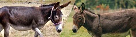 Mule Vs Donkey Similarities And Differences Explained