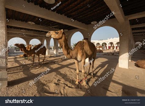 Camel Resting Evening Camel Stable Located Stock Photo 2303877267
