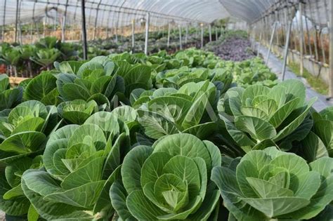 ビニールハウスで栽培中の野菜 No 25586252｜写真素材なら「写真ac」無料（フリー）ダウンロードok