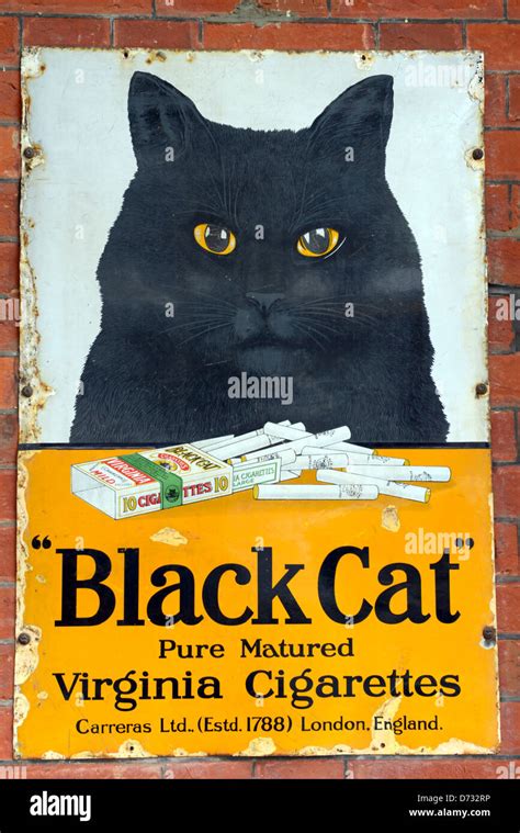 Cat Advertisements