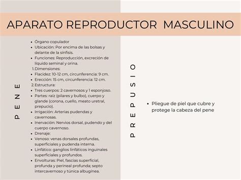 APARATO REPRODUCTOR MASCULINO Alondra Paola Cruz Perez UDocz