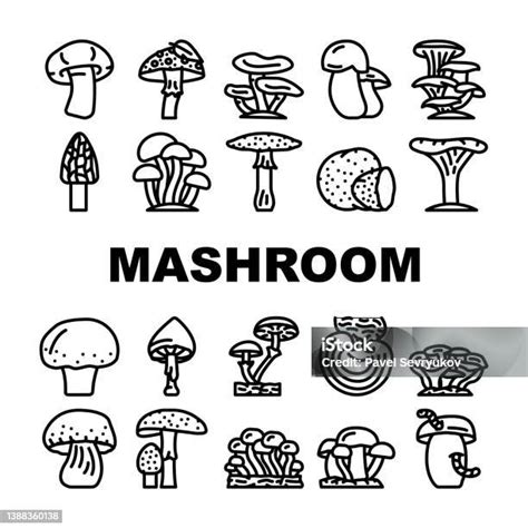 버섯 야채와 곰팡이 아이콘 세트 벡터 0명에 대한 스톡 벡터 아트 및 기타 이미지 0명 Boletus 건강한 식생활