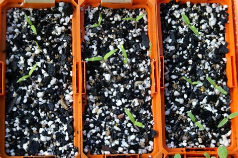 Top 5 Well Actually Its A Top 7 This Week Seeds To Sow Over Winter