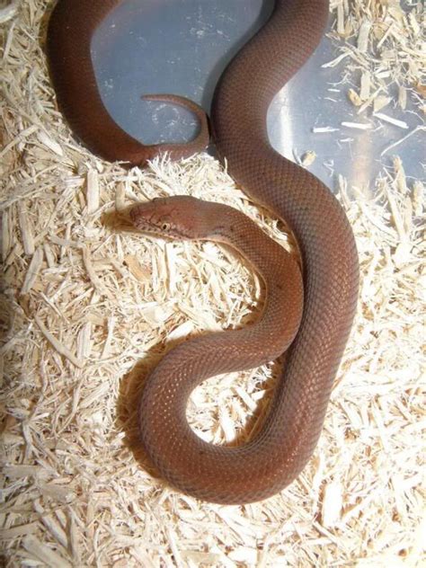 Pygmy Python Pair With Photo S Aussie Pythons And Snakes