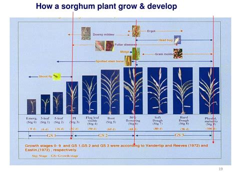 Ppt The Sorghum Plant Growth Stages And Associted Management