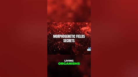 Discover The Secrets Of Morphogenetic Field Theory Morphicfield