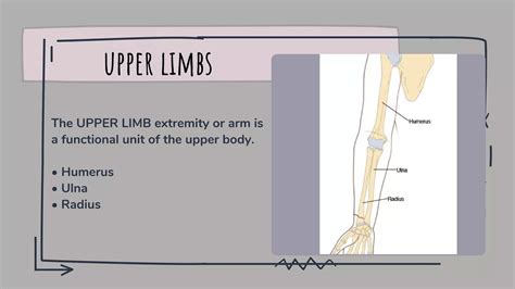Appendicular Skeletonpdf