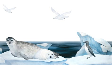 Sea Seal Pngs For Free Download