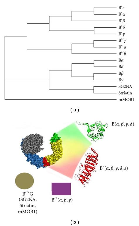 Diversity Of The B Regulatory Subunits And The Structure Of The Pp2a Download Scientific