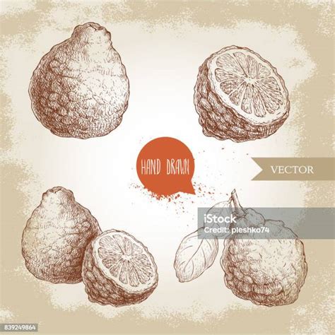 손으로 그린 스케치 스타일 Bergamot 과일 세트입니다 카피 르 라임 잎과 반 벡터 일러스트 레이 션 전체 유기 음식입니다