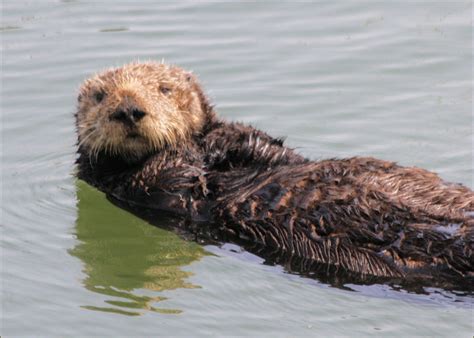 Sea Otter Marine Wildlife Of Four Mile Beach · Inaturalist
