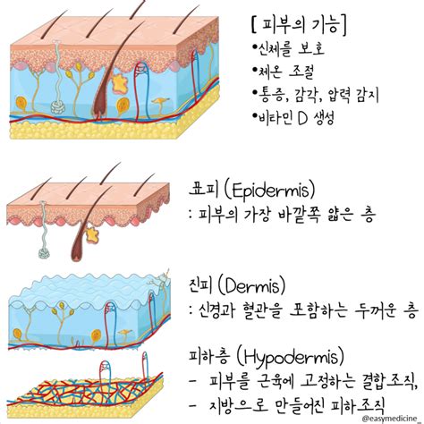 피부 Skin 쉽게 이해하기 표피 진피 피하층 네이버 블로그