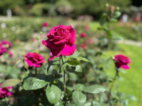 Rose Fleur Jardin Date De Photo Gratuite Sur Pixabay Pixabay